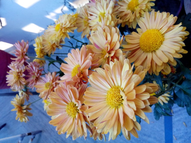 Garden Photography #2 - BragitOff.com