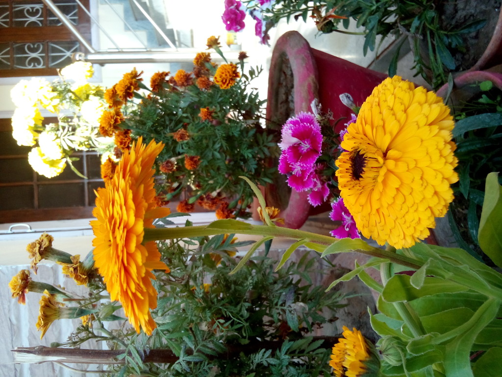 Garden Photography #2 - BragitOff.com